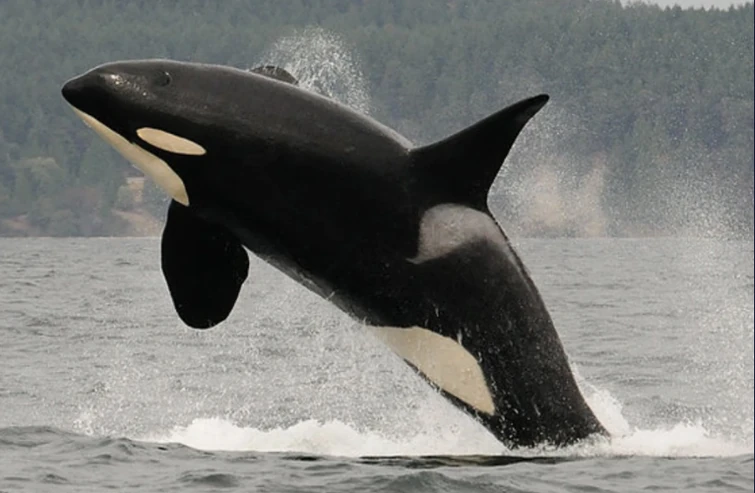 RETURN OF ORCA OF THE DAY!! 3/20/23 | Fandom