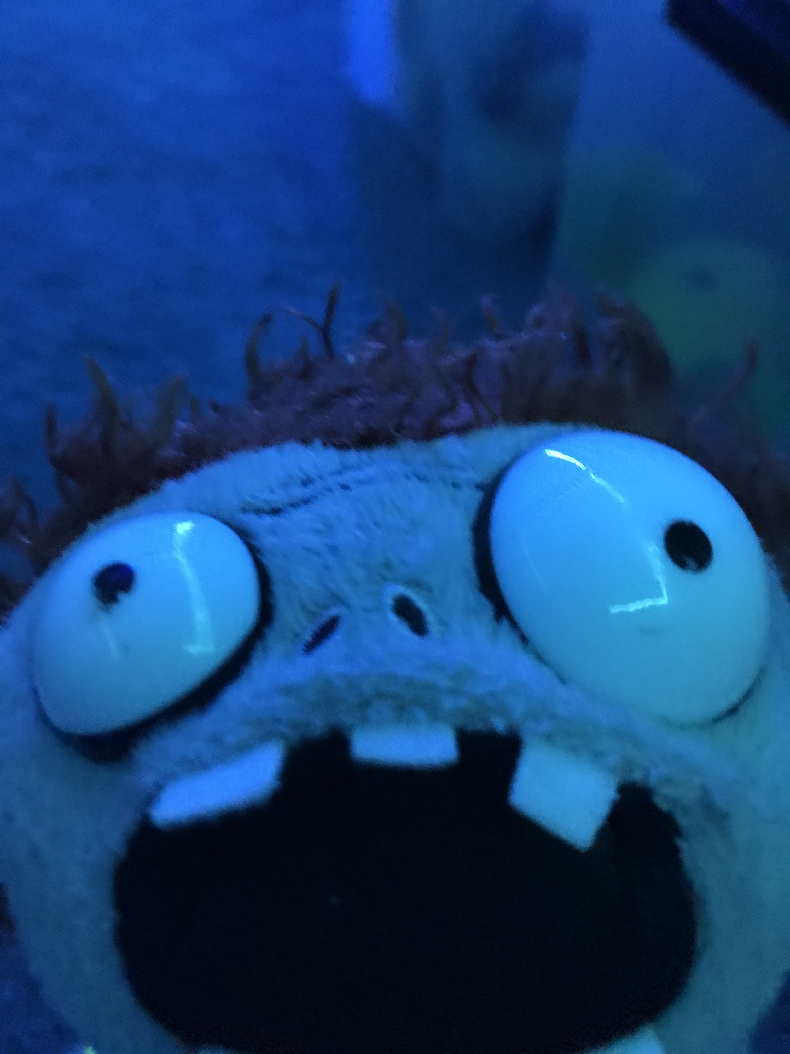 Discuss Everything About Plants vs Zombies Plush Wiki | Fandom