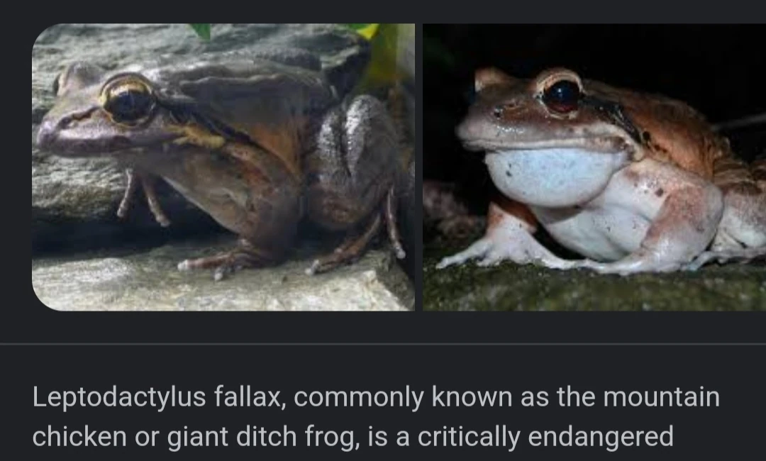 Behold.... the Mountain Chicken | Fandom