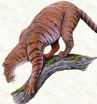 Which Feliform is your Favorite? (First Round Matchup!!!) | Fandom