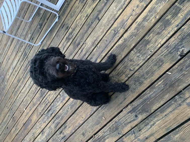 Show me pics of your pets IRL | Fandom