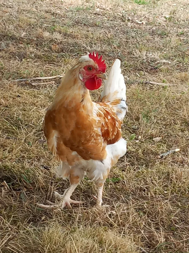 I own chickens | Fandom