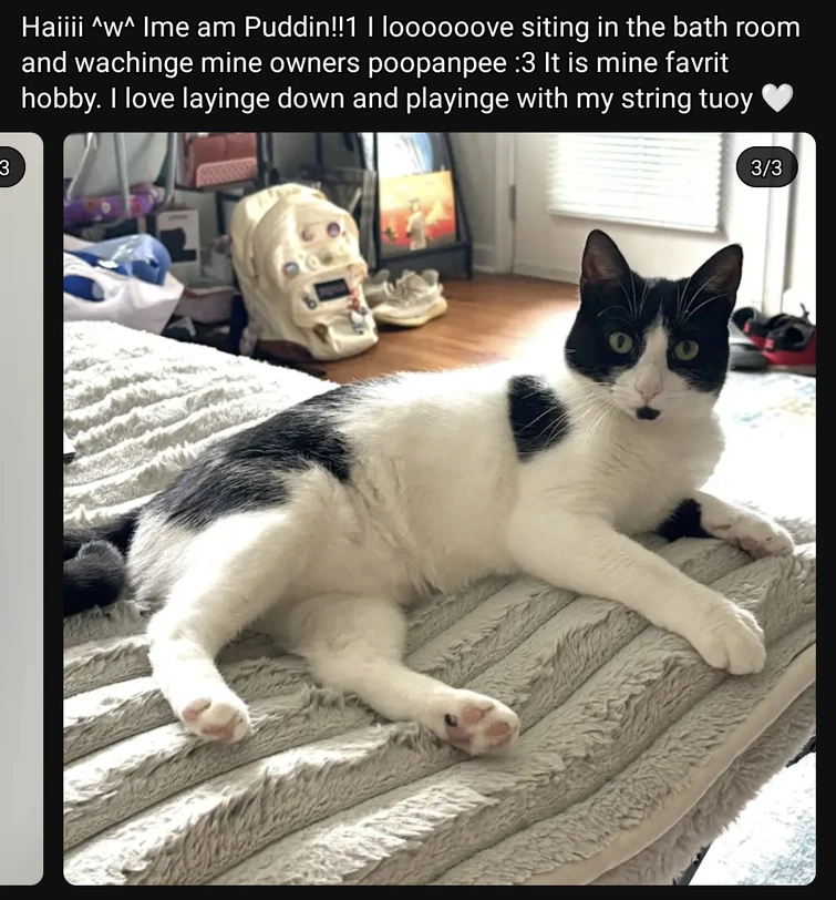 Pudding is so cute | Fandom