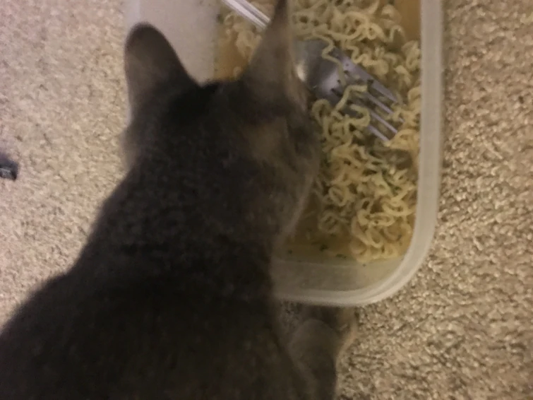 i forgor to post cat | Fandom