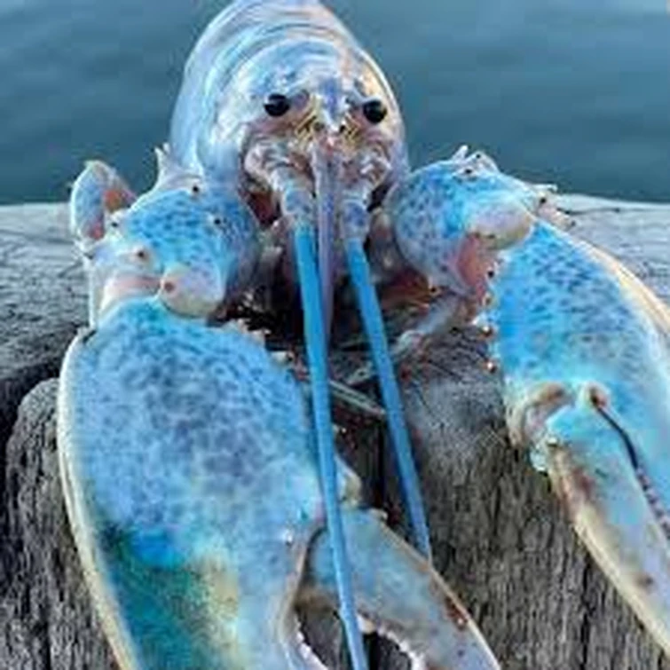 hi hi hi!!! | Fandom