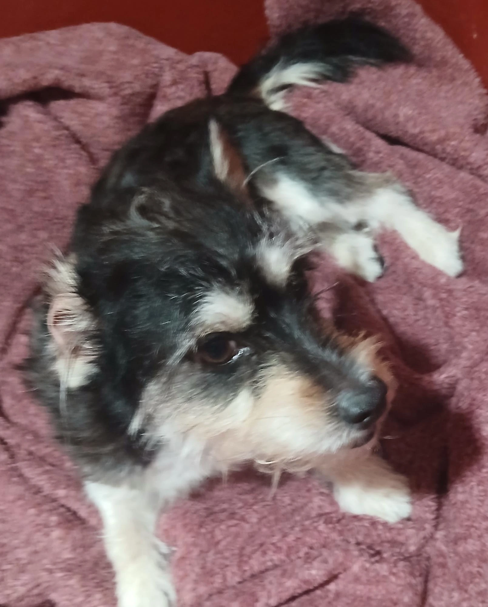 My dog | Fandom
