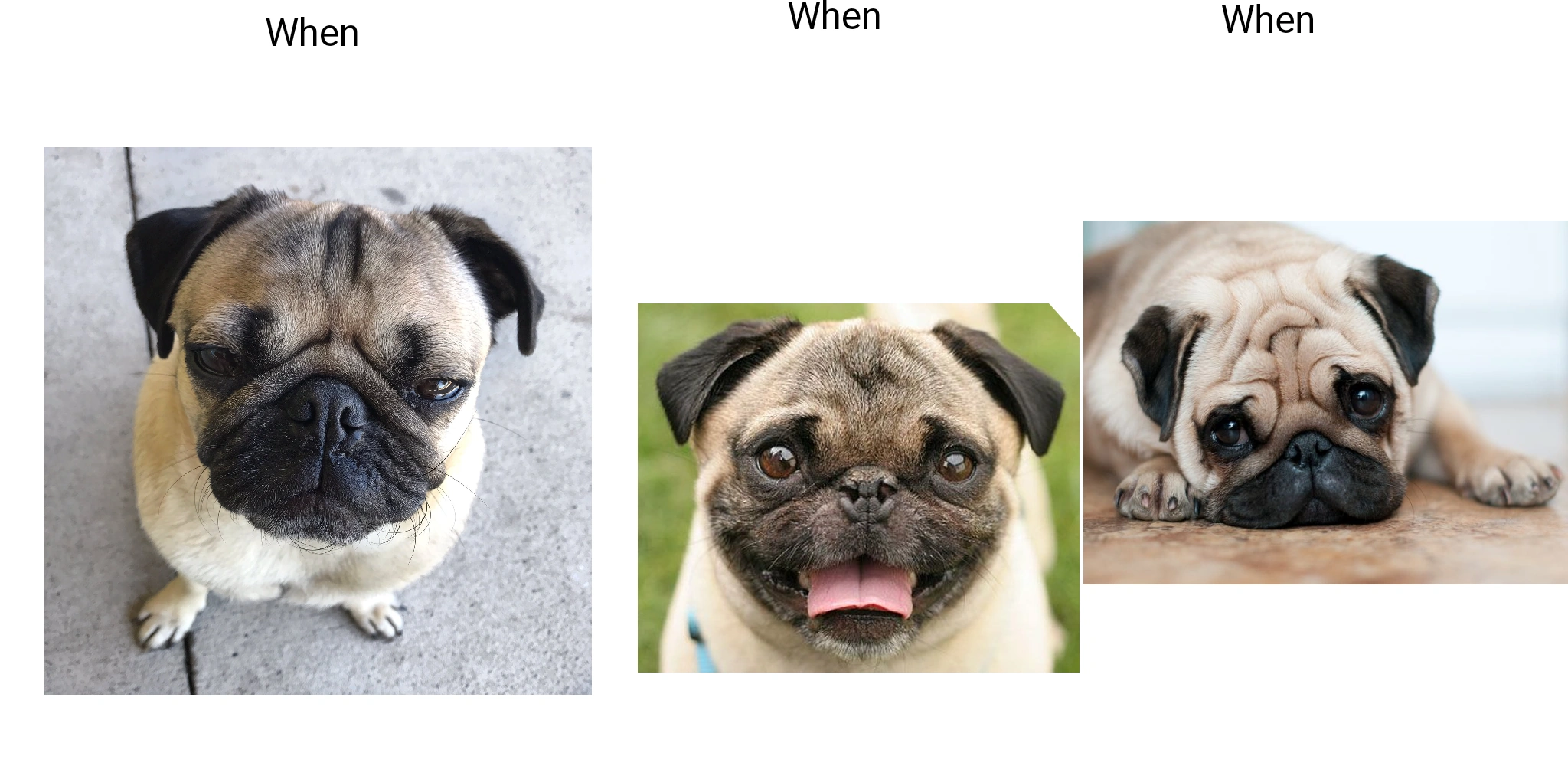 Here, Pug meme template | Fandom