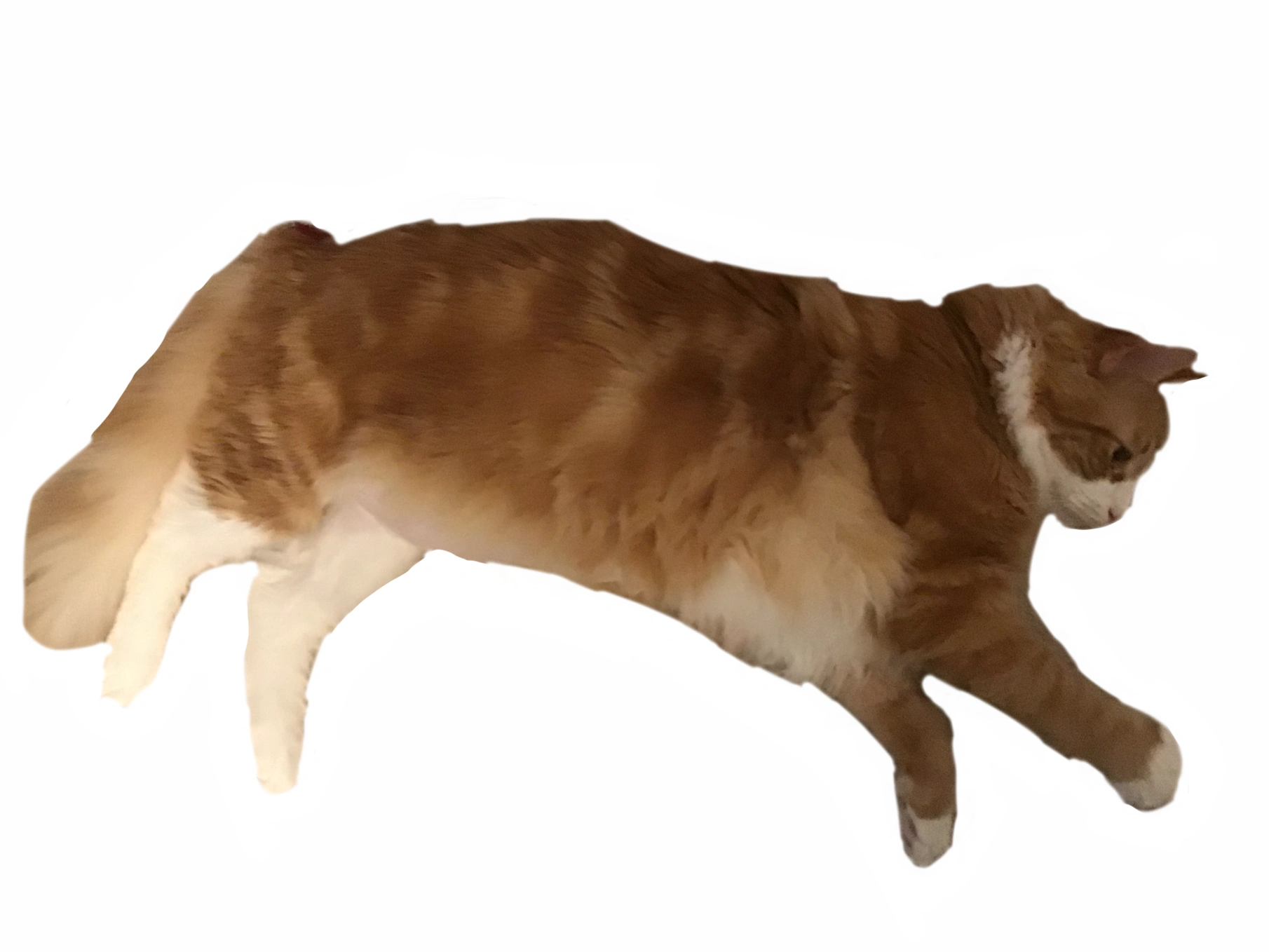 Cat reveal! Lol. | Fandom