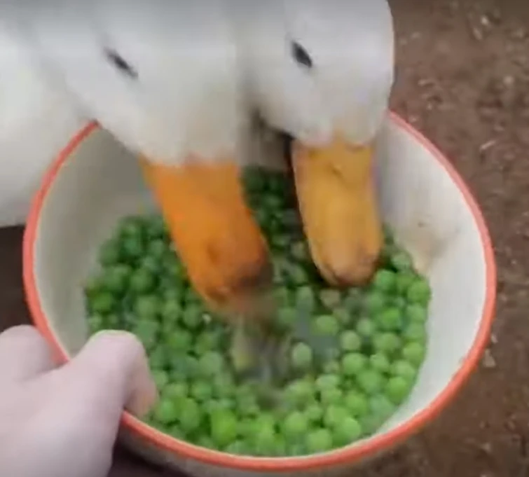 today, we pea | Fandom