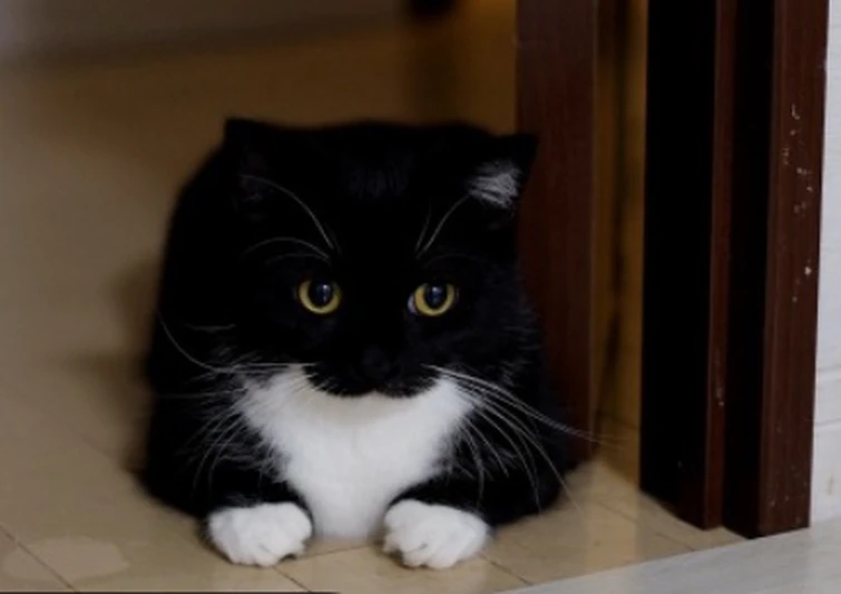 LOOK AT THIS CAT | Fandom