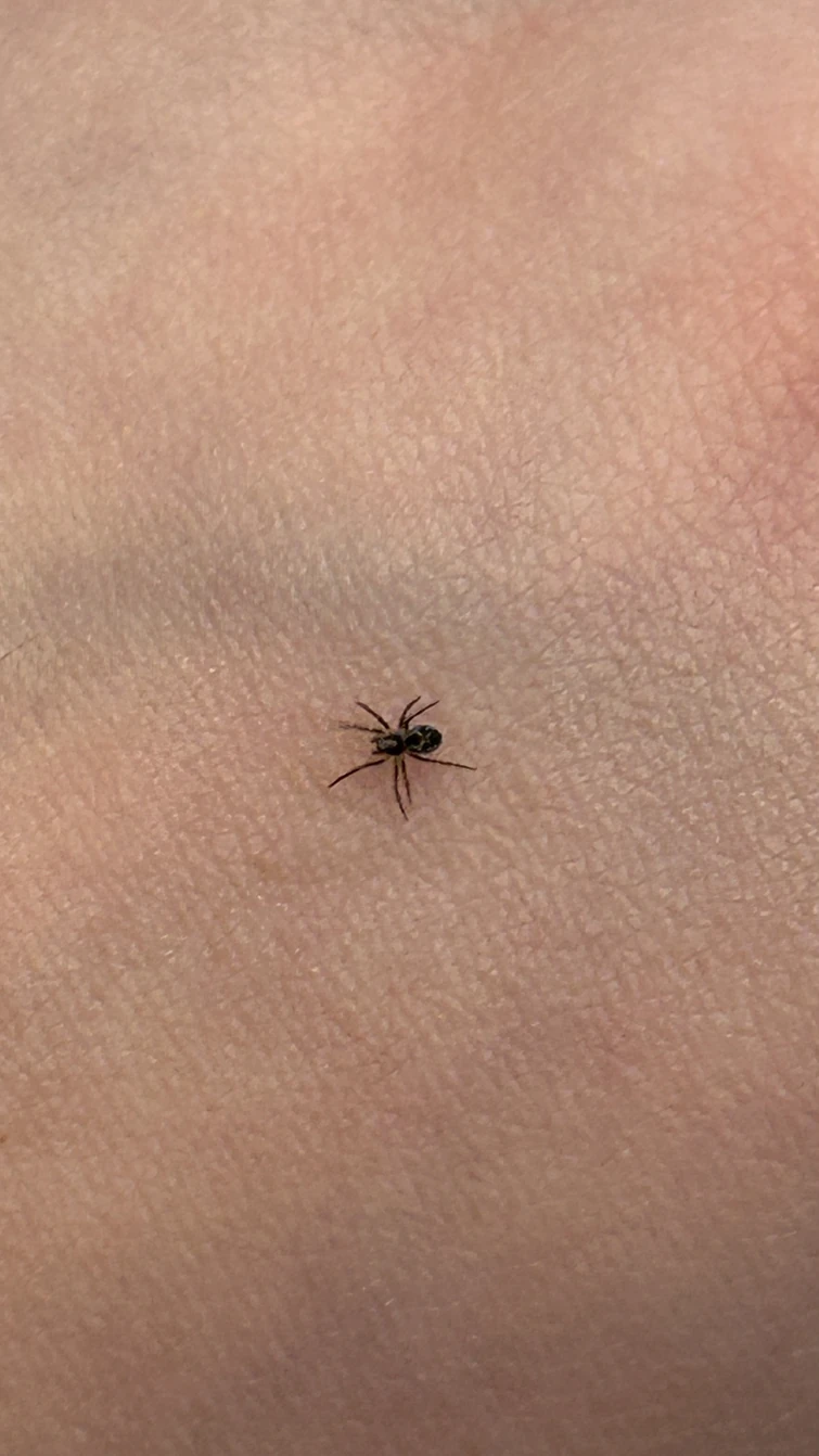 TW! Spiders! 🕷️ | Fandom