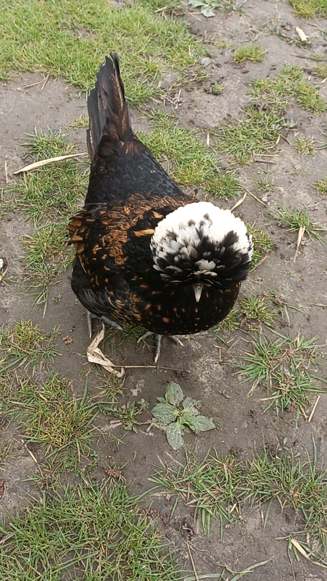 We need a chicken creature. We do not need massive tier 5's | Fandom