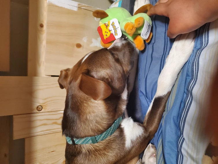 Bowser (my dog) checking out Rodrick (grookey) | Fandom