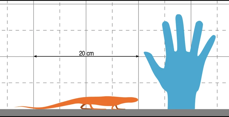 hylonomus lyelli | Fandom