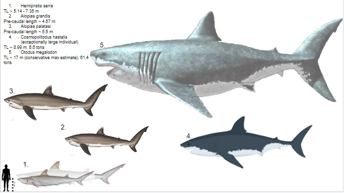 The miocene shark size chart | Fandom
