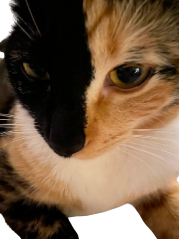 is there anyone who has a cat like this (i heard its name is "venus ...