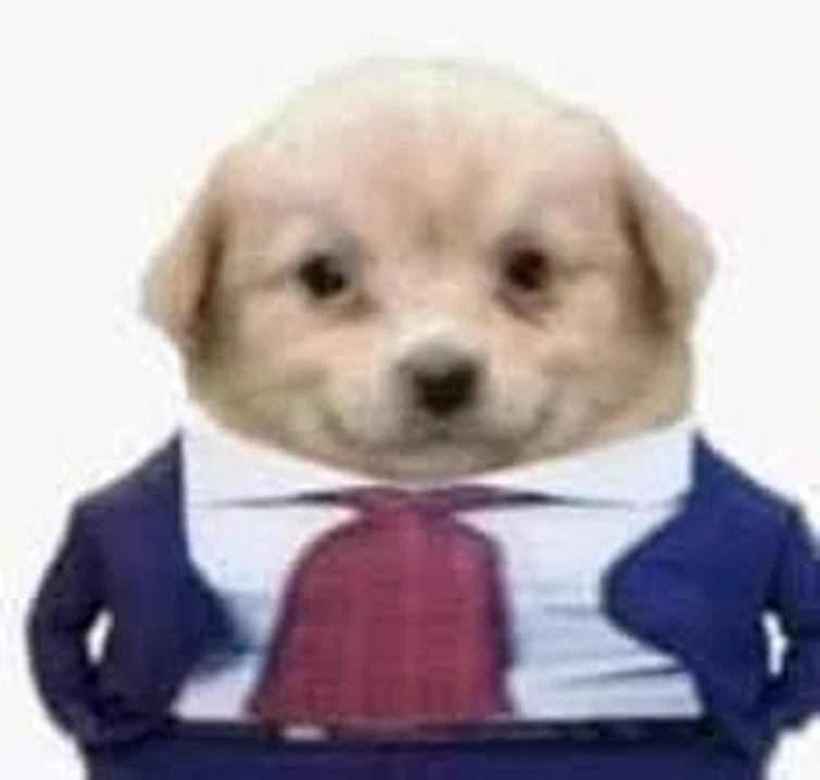 Elegant dog | Fandom