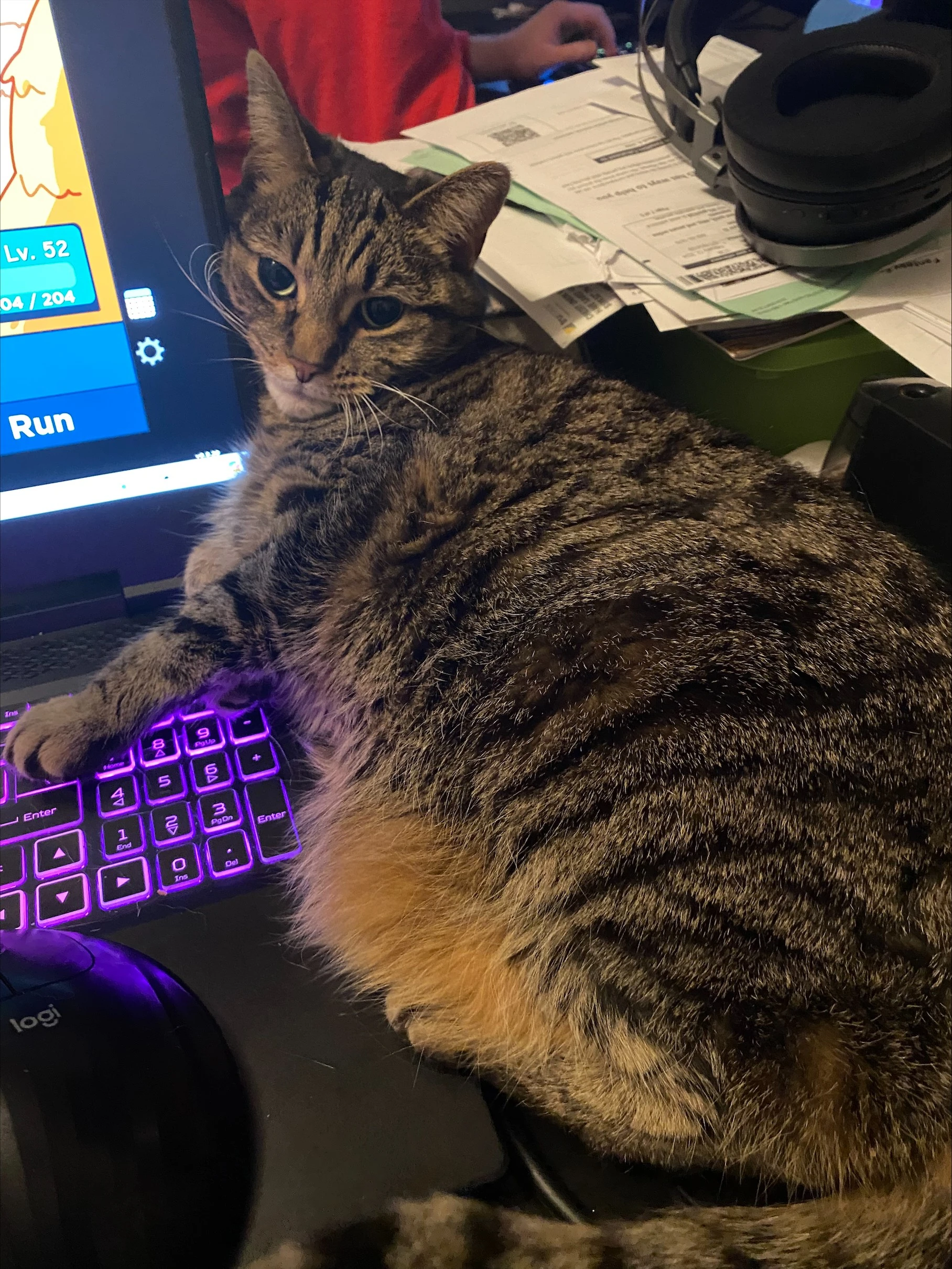 this is a fr cat moment | Fandom