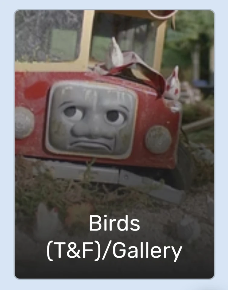 Average bird | Fandom