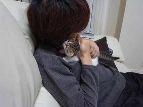 We need an appreciation post for Sakurai's cat | Fandom