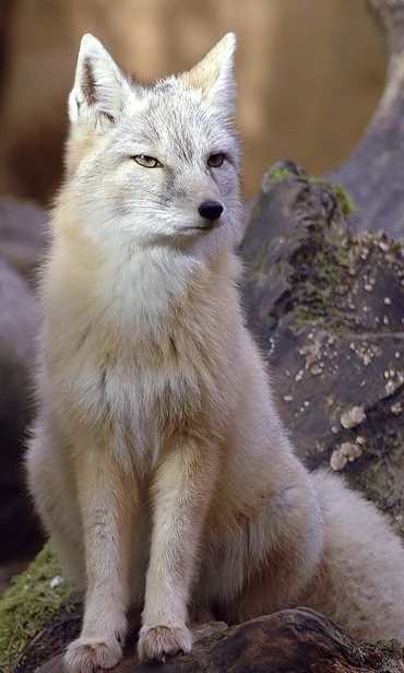 Desert Pack: What is your preferred flagship animal? | Fandom