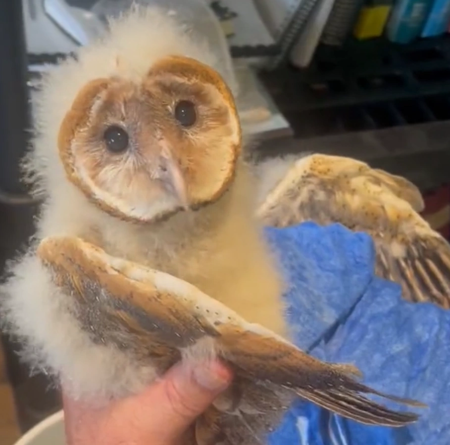 I love the stupid little crest face owls have | Fandom