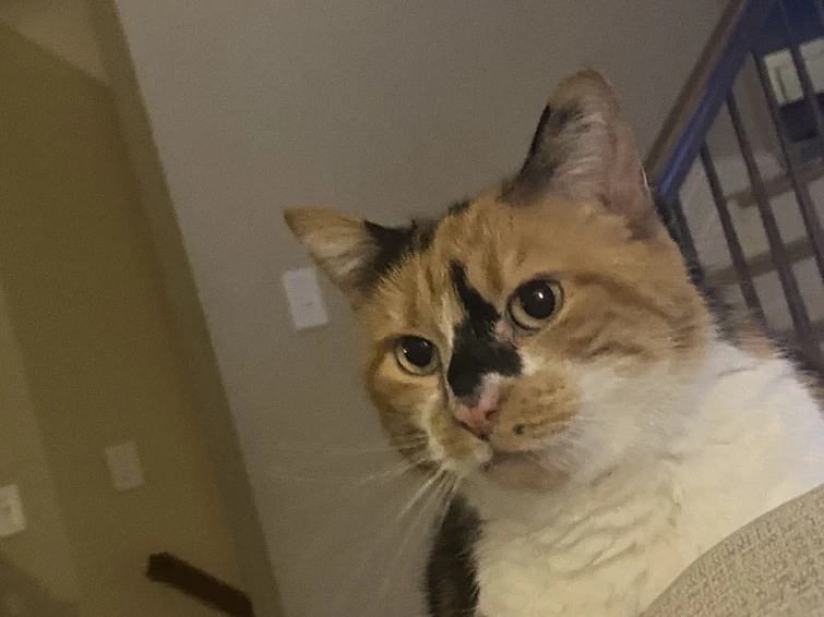 cat cafe wooo!!! | Fandom