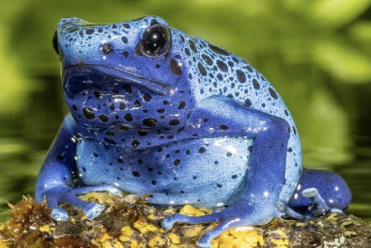 Give me random amphibians! | Fandom
