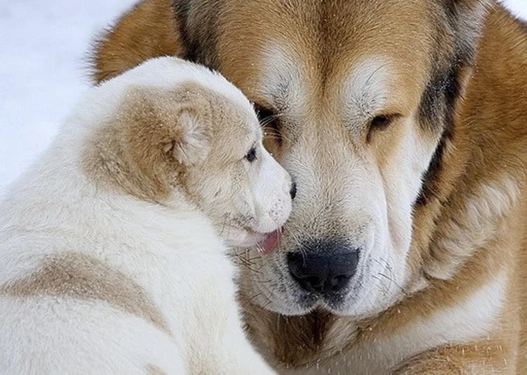 Discuss Everything About Battle for Dream Island Wiki | Fandom