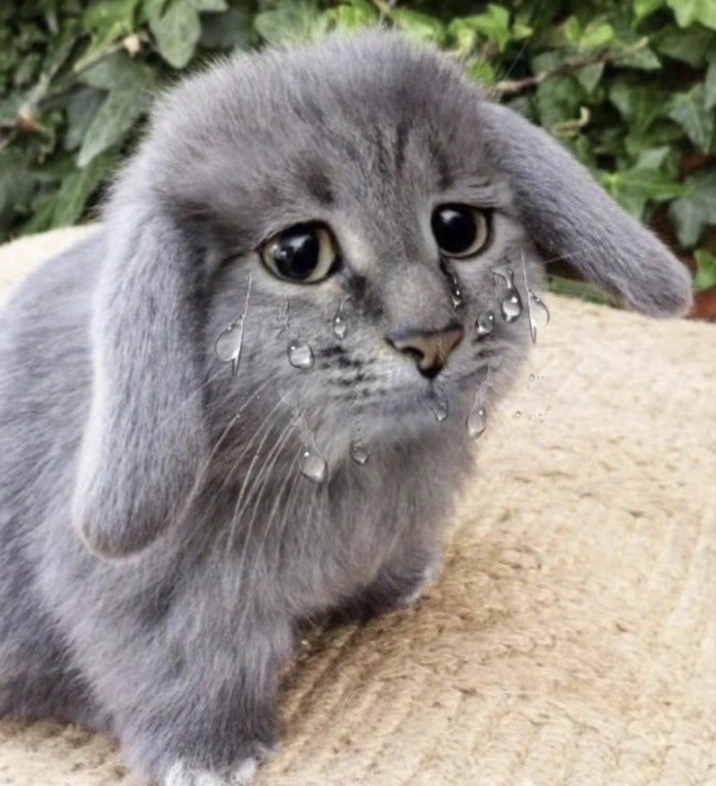 Crying Cabbit | Fandom