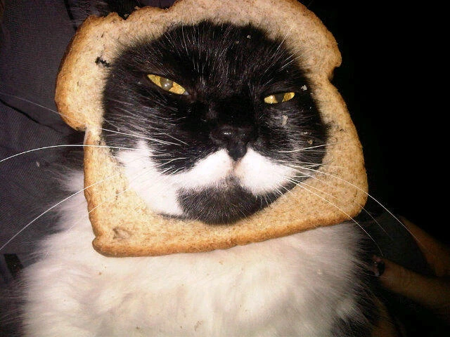 Bread Cat | Fandom