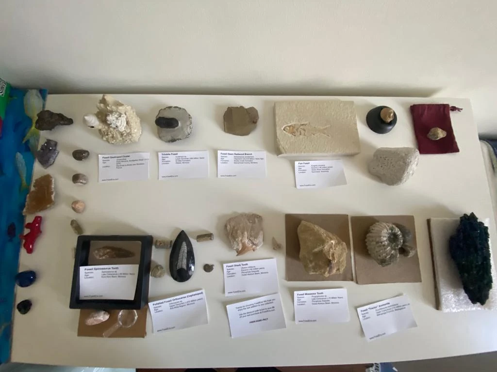 Yo guys! I just received my fossil collection box from fossil era.com ...