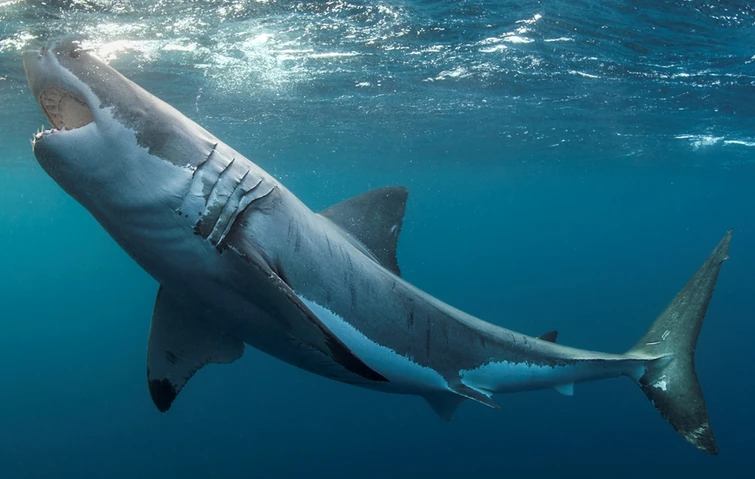 Marine Animals from Radical Remake | Fandom