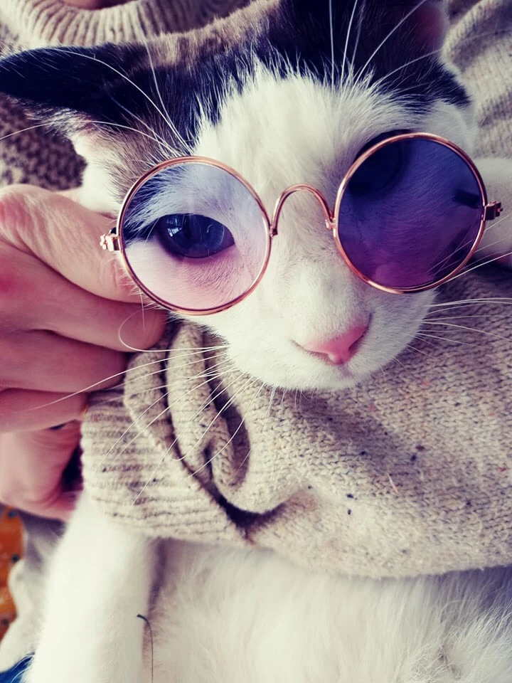 My cats are very swag B) | Fandom