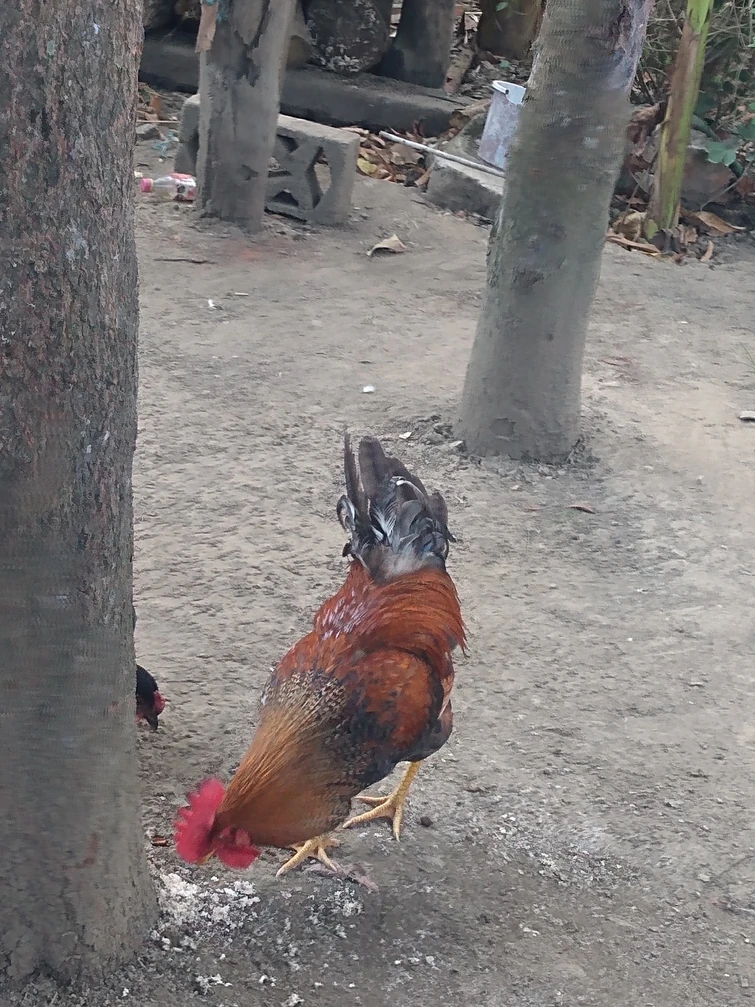 they are bread robber 2 and baldhead (they are digging together) | Fandom