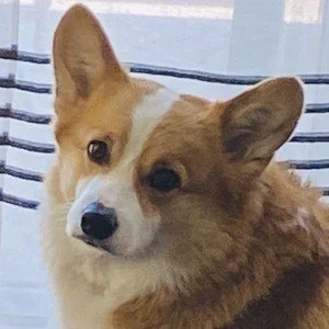 Happy 7th Birthday, Hammy the Corgi! | Fandom