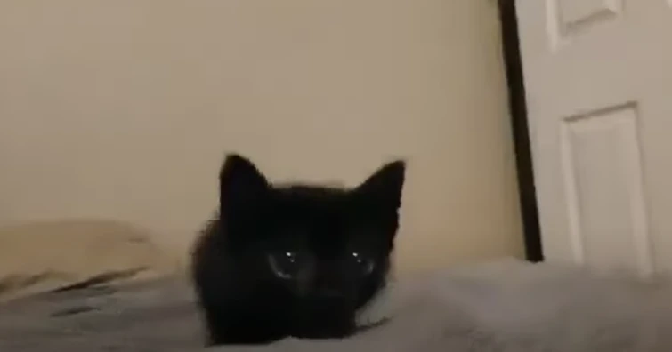 POV: Kintoru when she was a baby and now an adult | Fandom