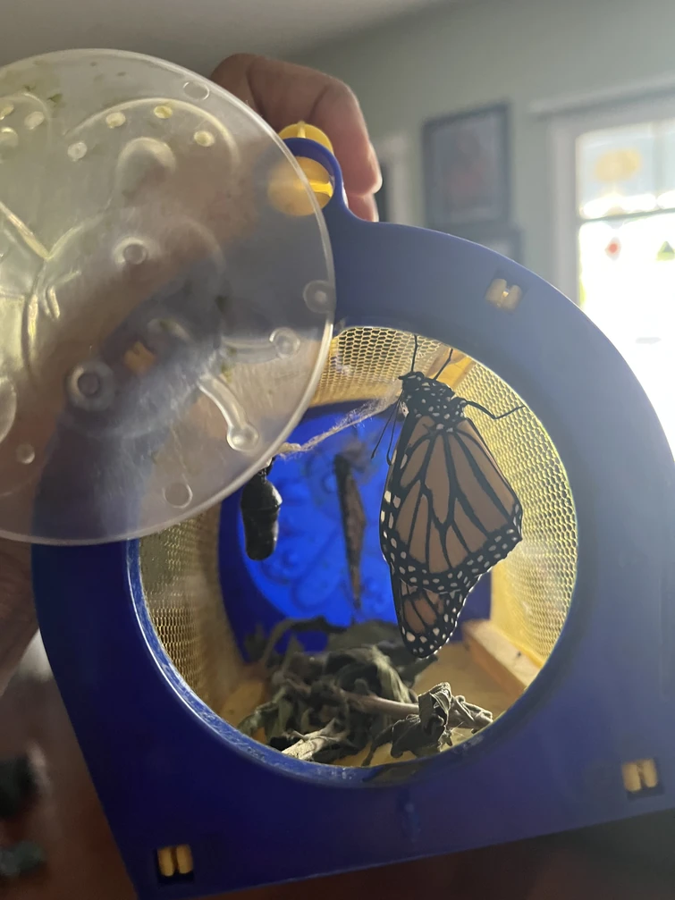 Monarch butterflies | Fandom