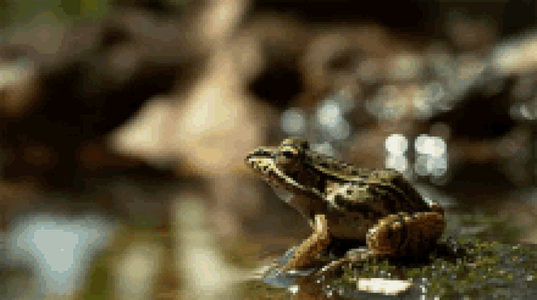 can a regular real life frog beat the god of war verse? Real above ...