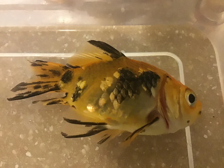 My fish died... | Fandom