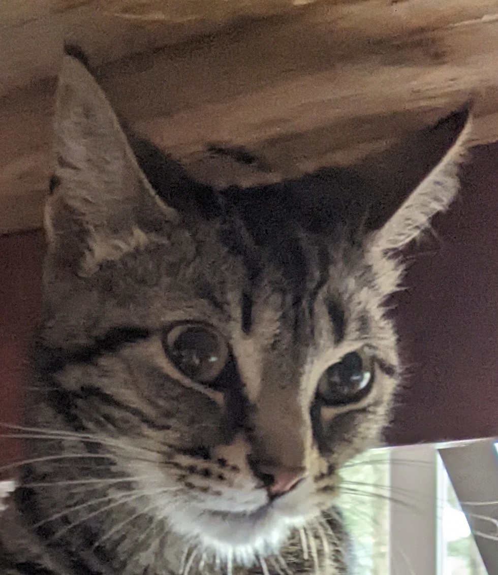 New cat added to the arsenal | Fandom