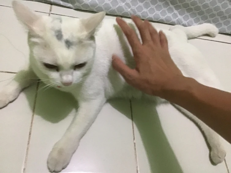 Daily Cat Image #747 | Fandom