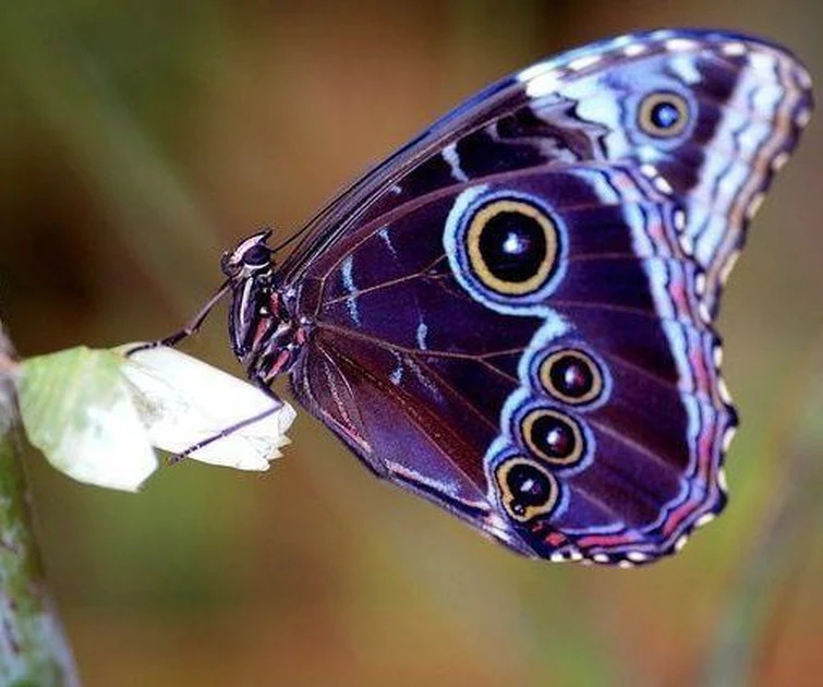 HAS ANYONE SEEN PURPLE MOTHS?1!?1!1 | Fandom