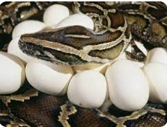 Guess the HH/HB character from the random image | Fandom