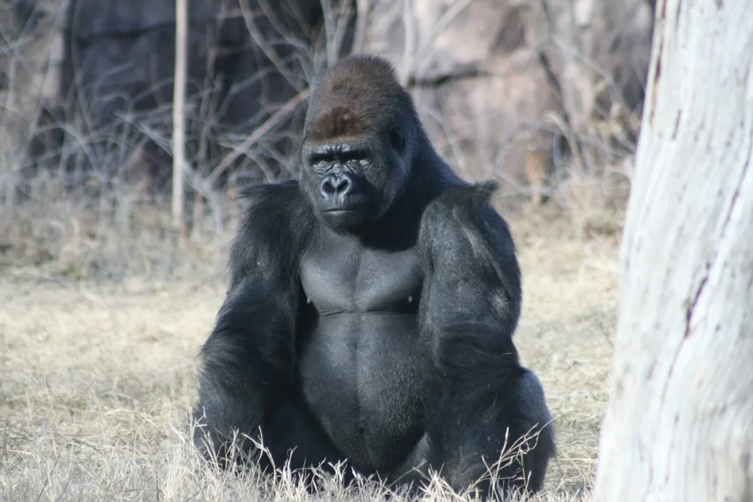 Jailbreak wiki vs. gorilla | Fandom