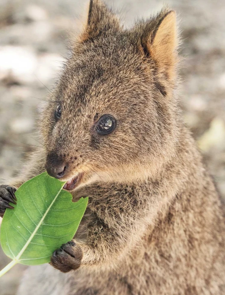 Ever heard of this animal? | Fandom