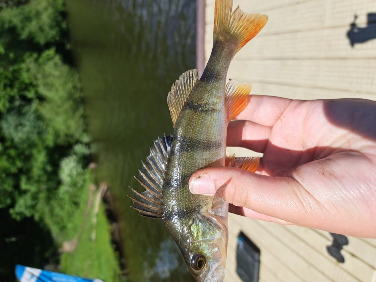 Fishing results (irl fish) | Fandom