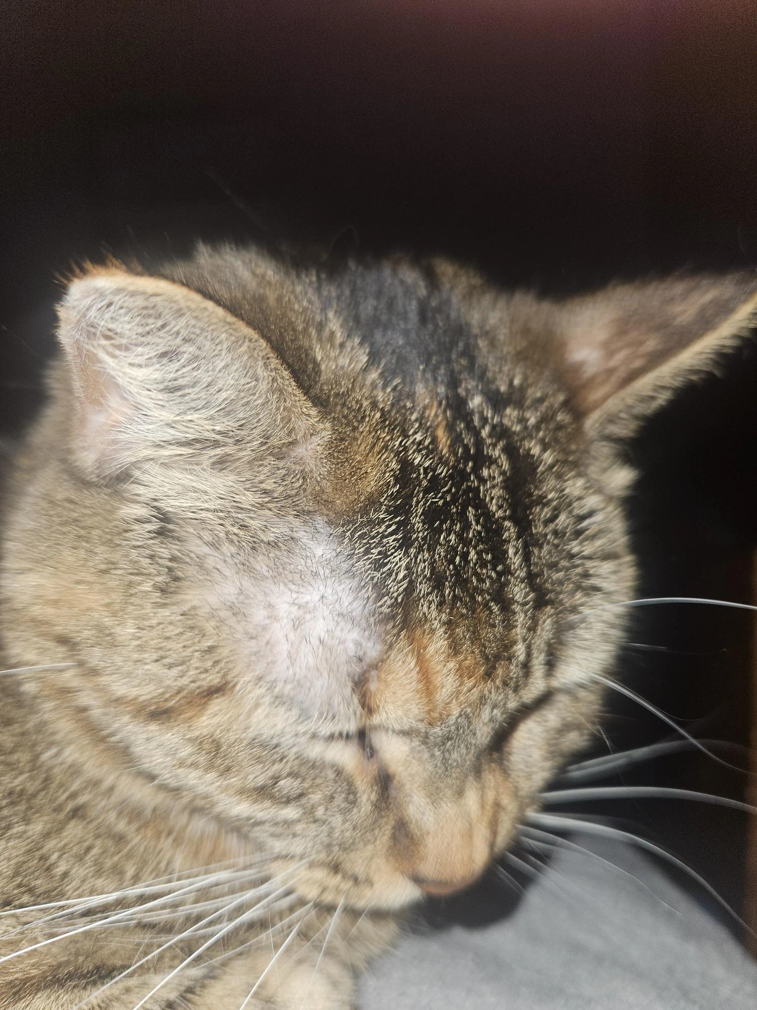 day 2 part 2 of lf arachyu | Fandom