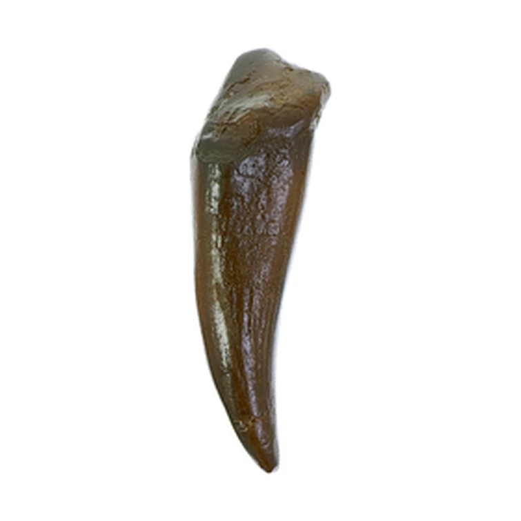 Do y’all know your prehistoric animal teeth? | Fandom