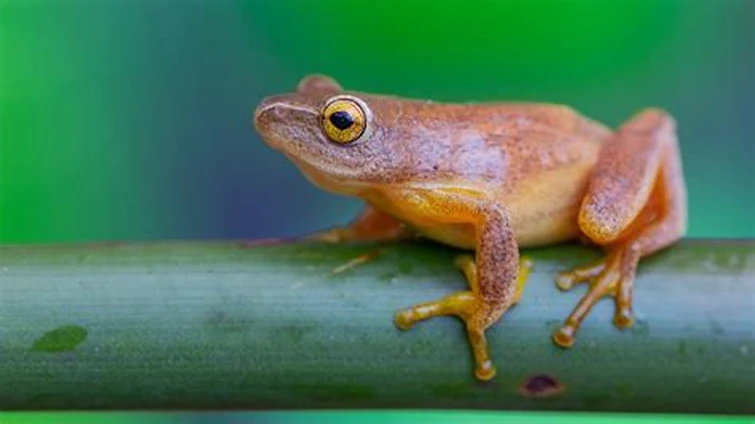 Daily Frog And Chat | Fandom